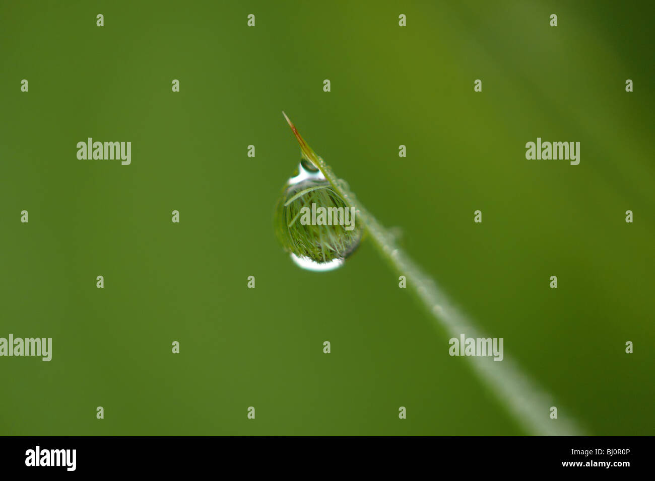 Dews dew hi-res stock photography and images - Alamy