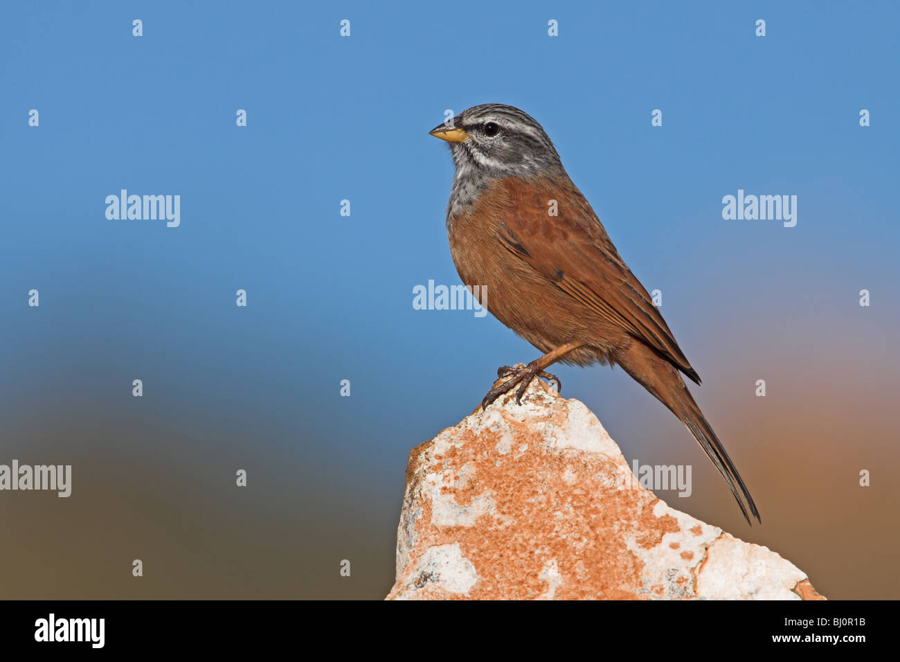 House Bunting Emberiza striolata Stock Photo - Alamy