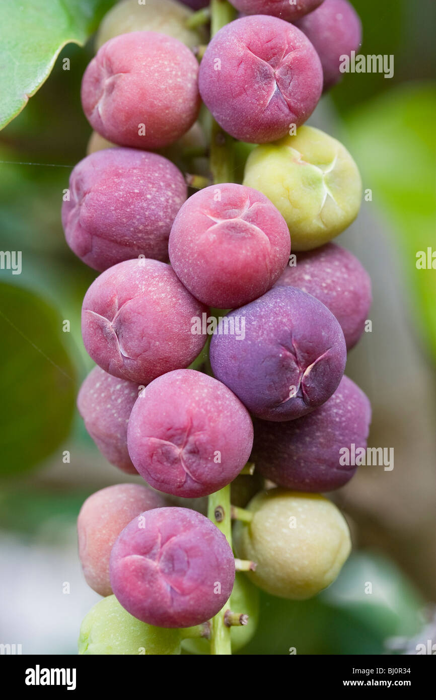 Sea grape coccoloba uvifera hi-res stock photography and images - Alamy