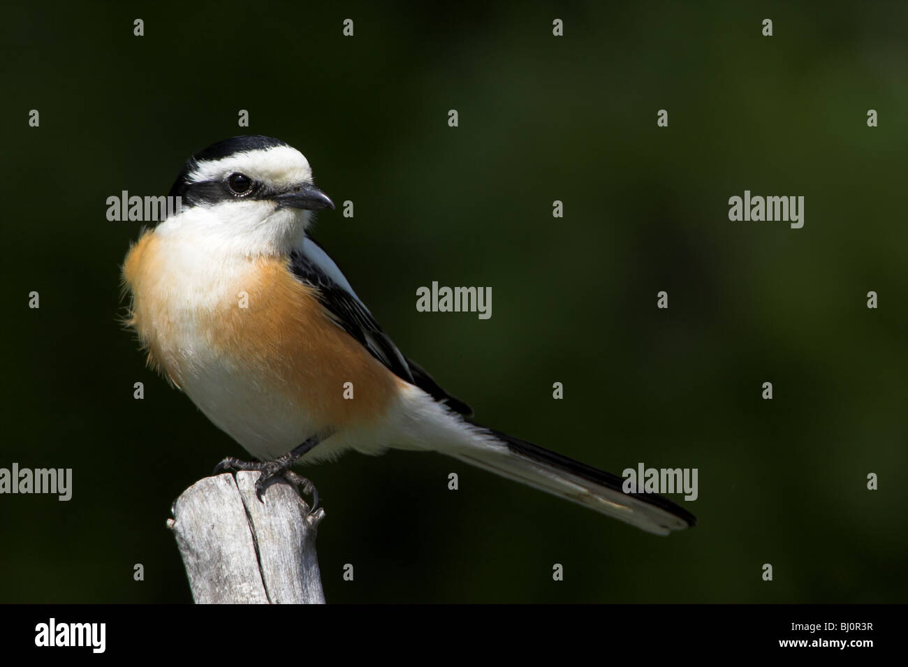 Masked Shrike Lanius nubicus Stock Photo - Alamy