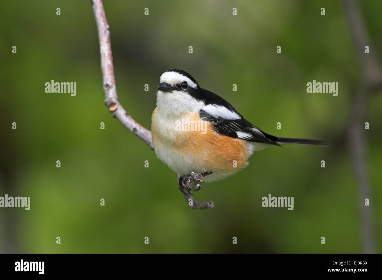 Masked Shrike Lanius nubicus Stock Photo - Alamy