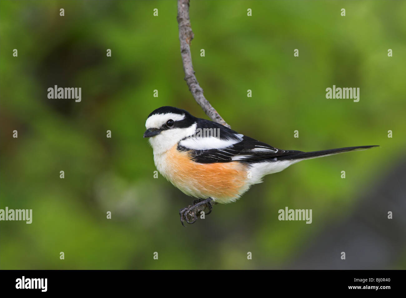 Masked Shrike Lanius nubicus Stock Photo - Alamy