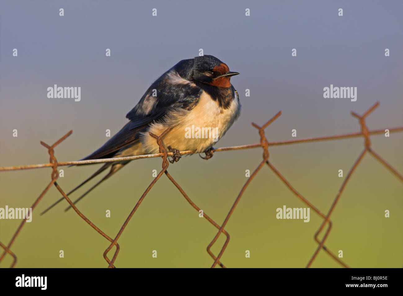 Barn Swallow Hirundo rustica Stock Photo - Alamy