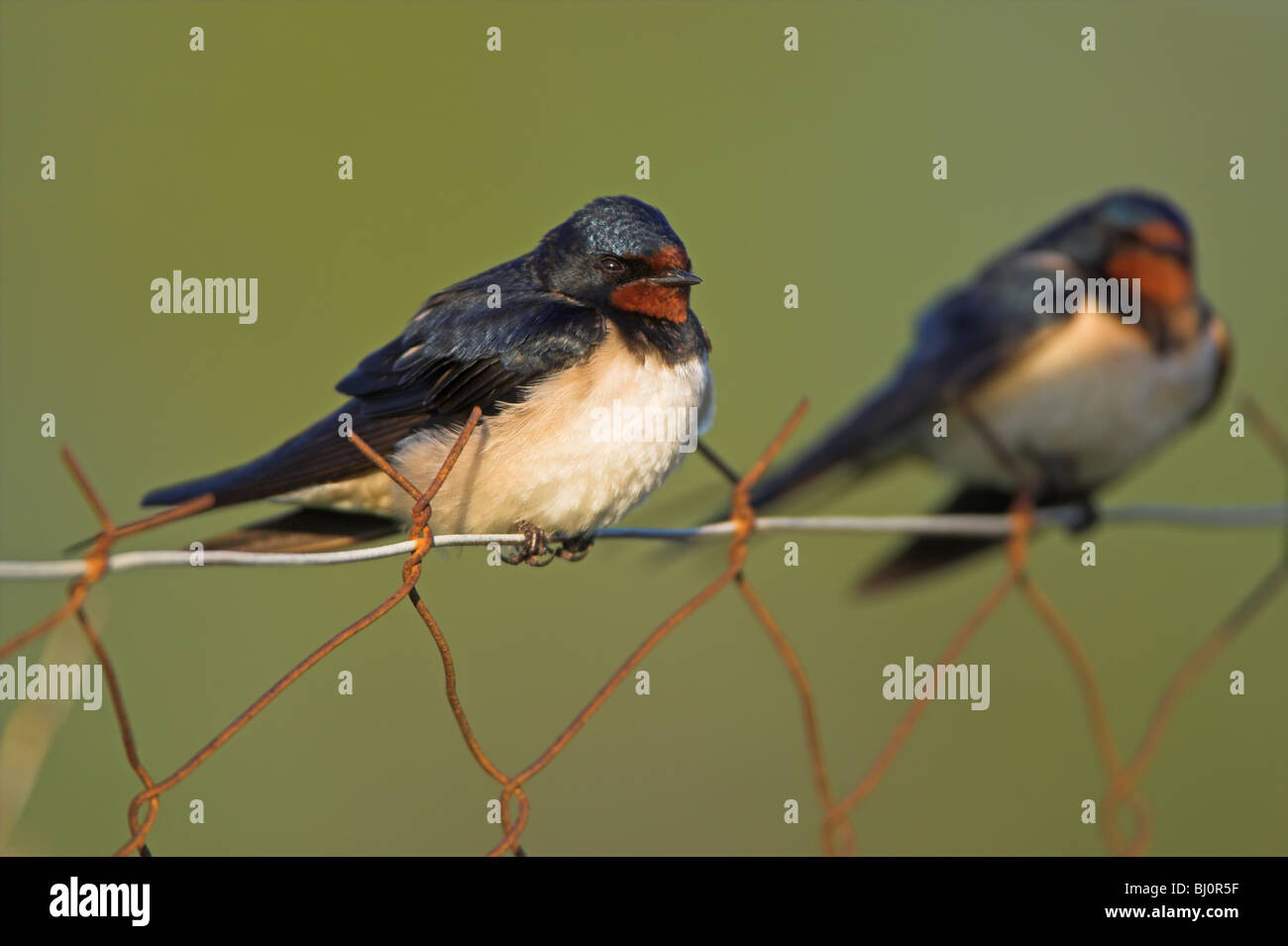 Barn Swallow Hirundo rustica Stock Photo - Alamy