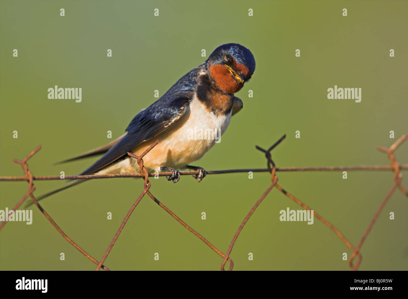 Singing barn swallow hi-res stock photography and images - Alamy
