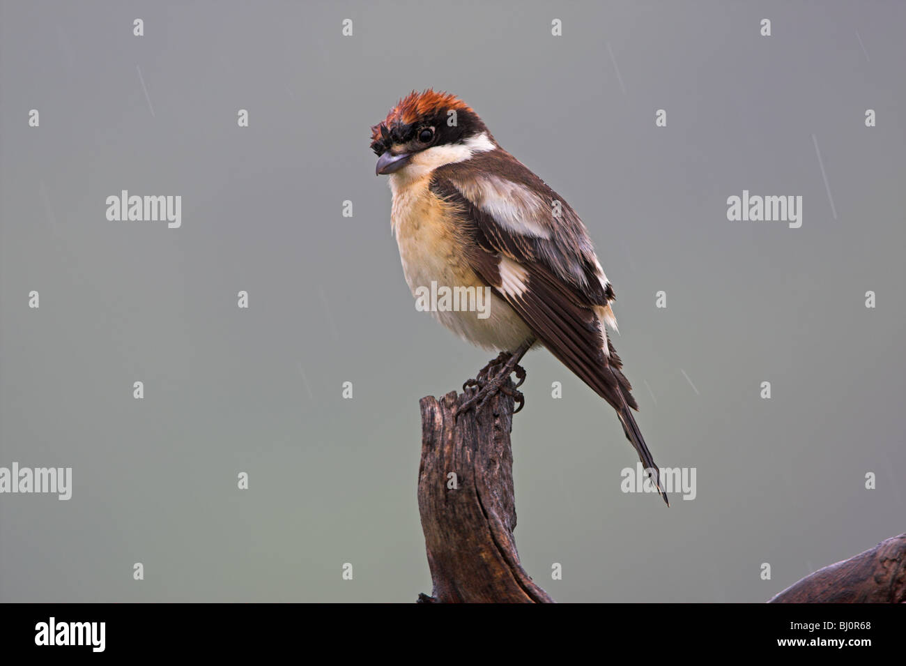 Woodchat Shrike Lanius senator Stock Photo - Alamy