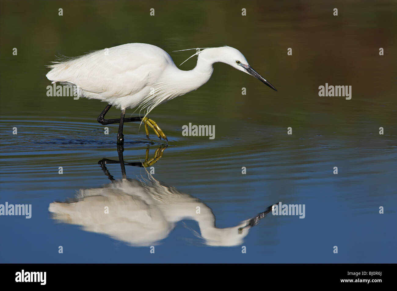 Little Egret Egretta garzetta Stock Photo - Alamy