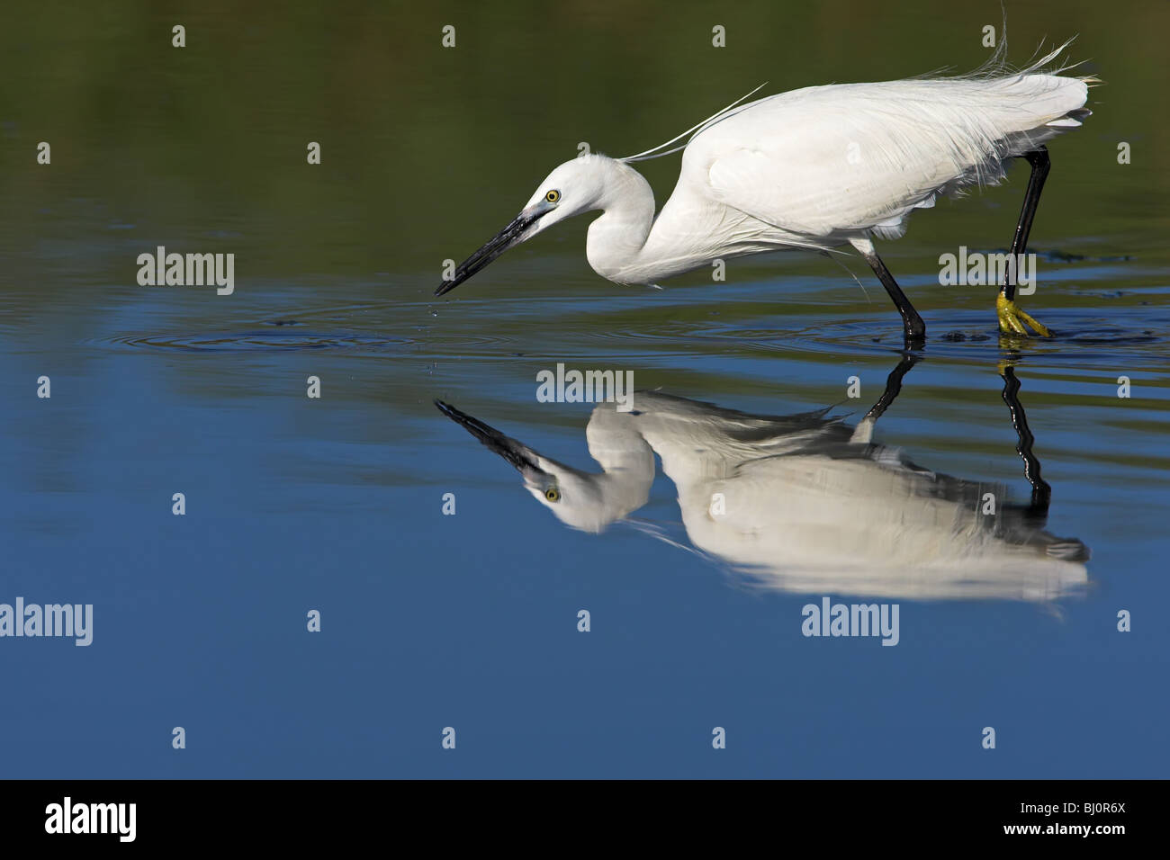 Little Egret Egretta garzetta Stock Photo - Alamy