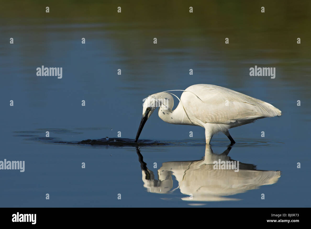 Little Egret Egretta garzetta Stock Photo - Alamy