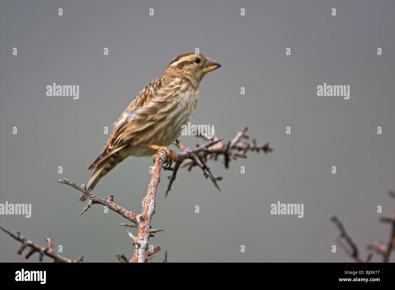 Rock Sparrow Petronia petronia Stock Photo - Alamy