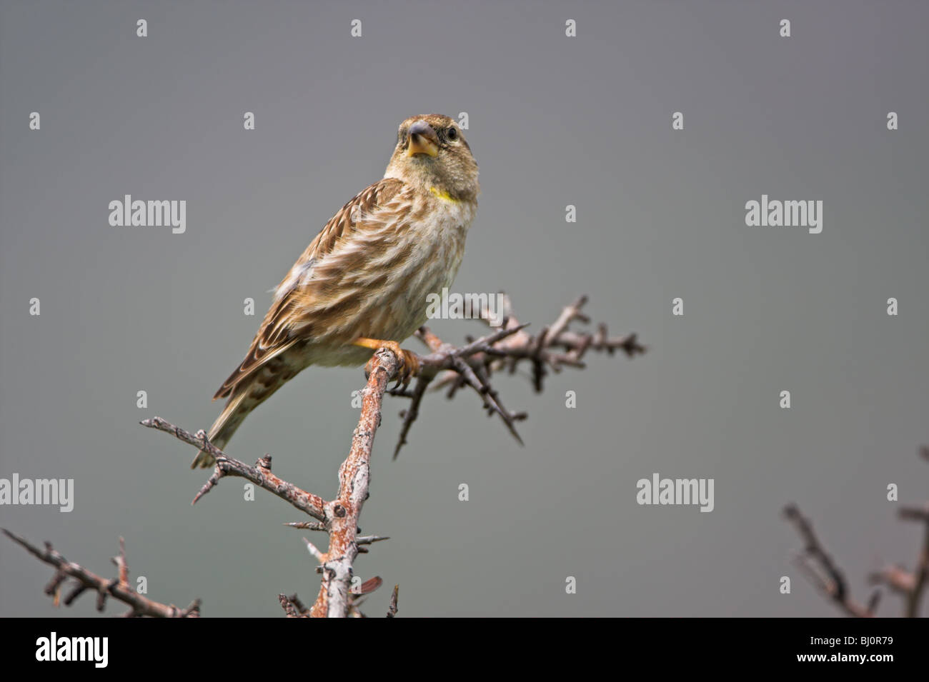 Rock Sparrow Petronia petronia Stock Photo - Alamy