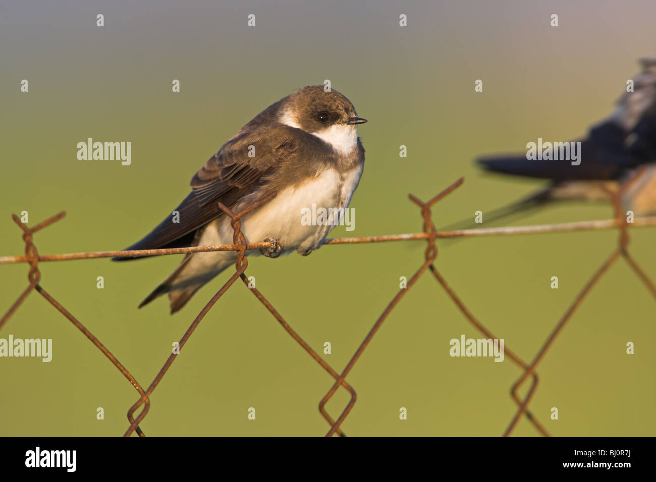 Sand Martin Riparia riparia Stock Photo - Alamy