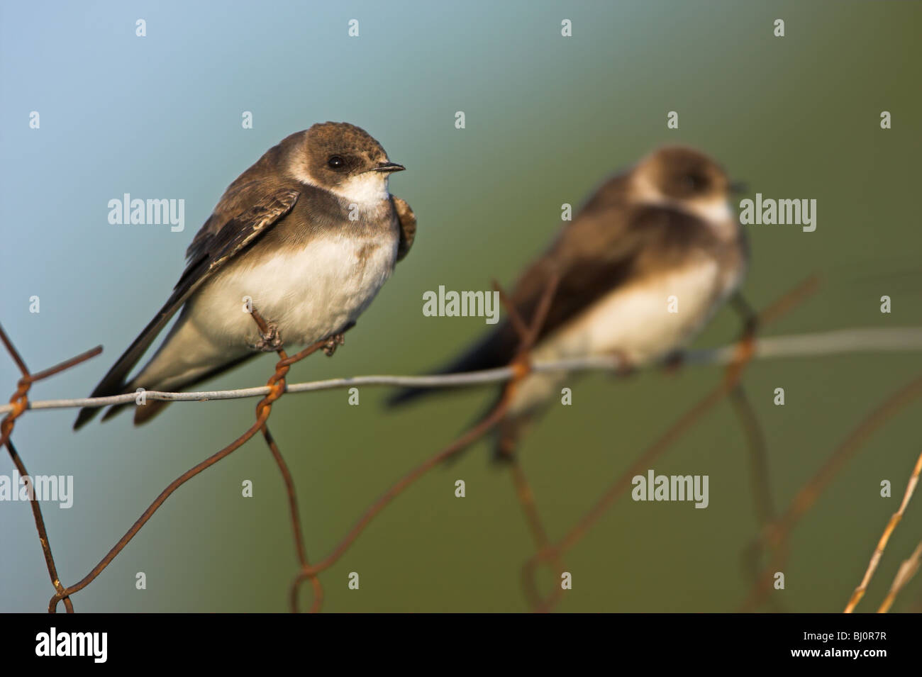 Sand Martin Riparia riparia Stock Photo - Alamy