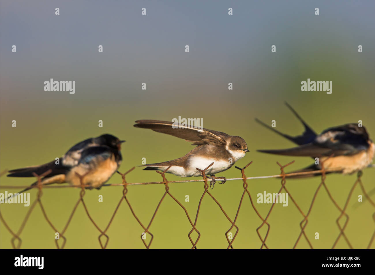 Sand Martin Riparia riparia Stock Photo - Alamy