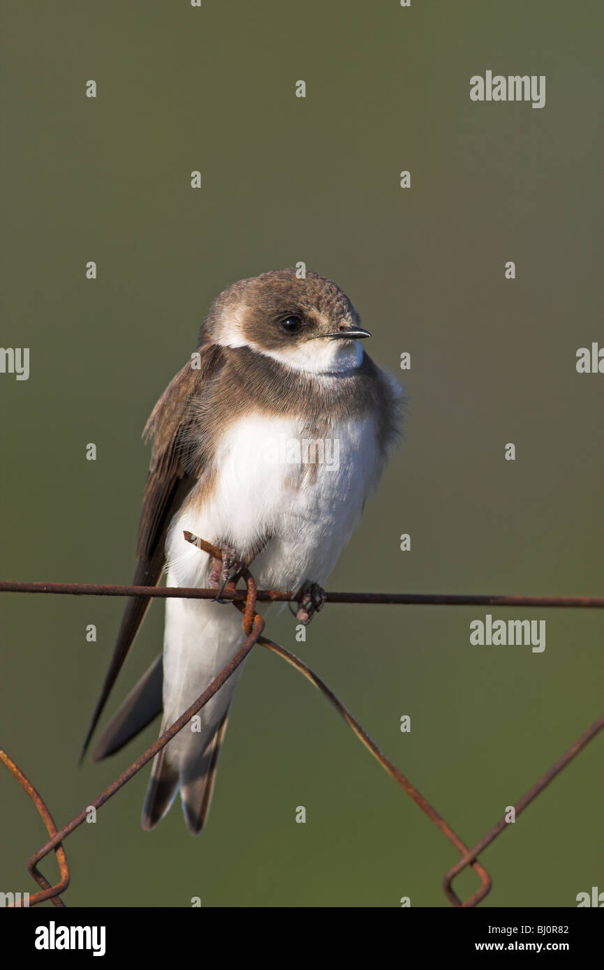 Sand Martin Riparia riparia Stock Photo - Alamy