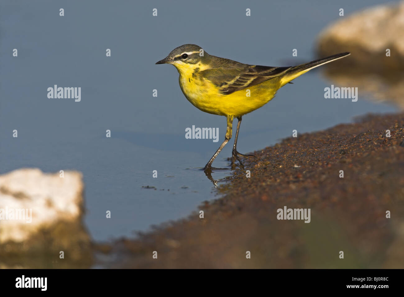 Yellow Wagtail Motacilla flava flava Stock Photo - Alamy