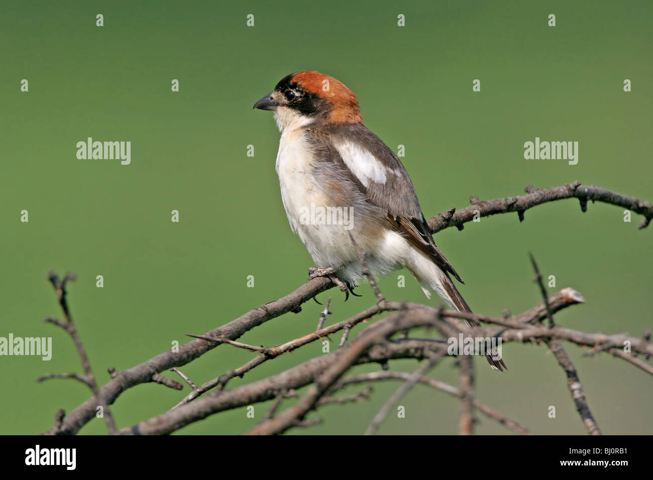 Woodchat Shrike Lanius senator Stock Photo - Alamy