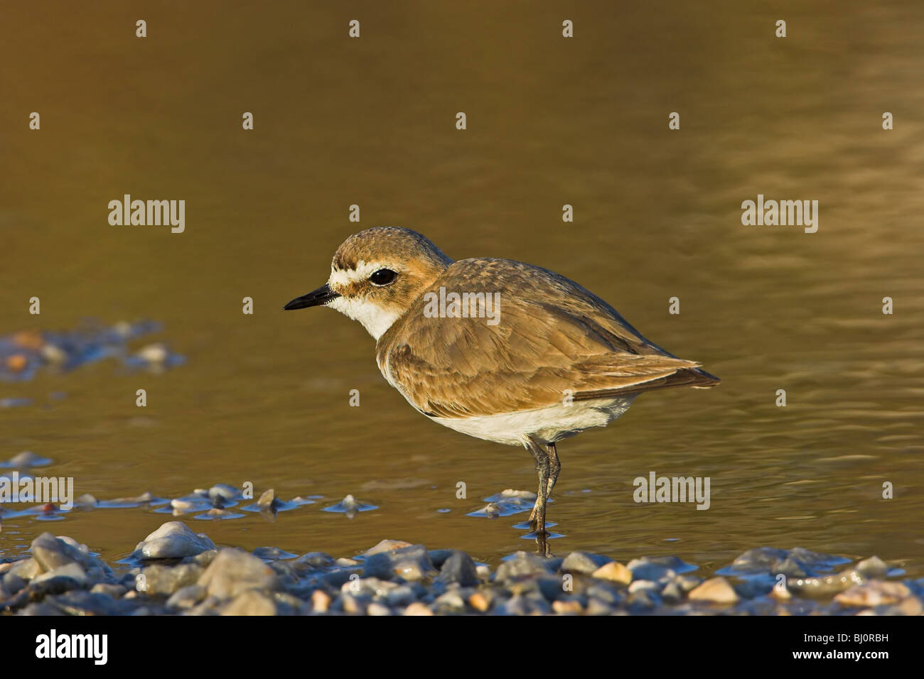 Kentish Plover Charadrius alexandrinus Stock Photo - Alamy