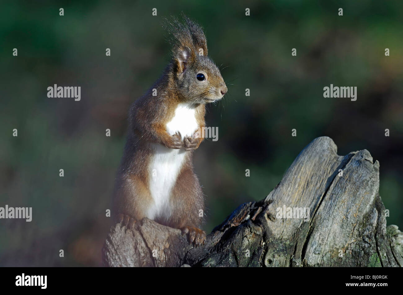 Sciurinae sciurus vulgaris hi-res stock photography and images - Alamy