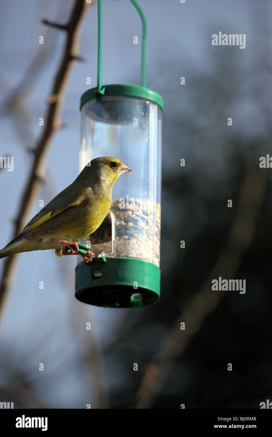 Green finch feeding from a bird feeder Stock Photo - Alamy