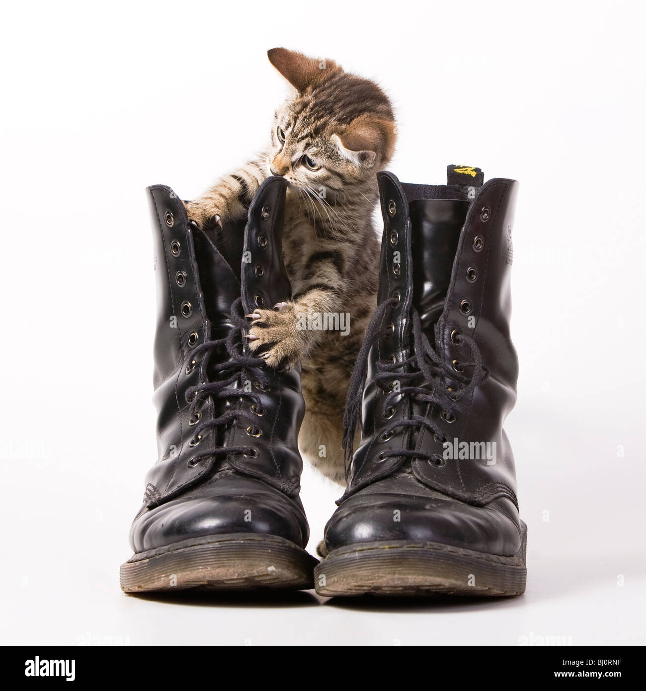 kitten in a boot Stock Photo - Alamy