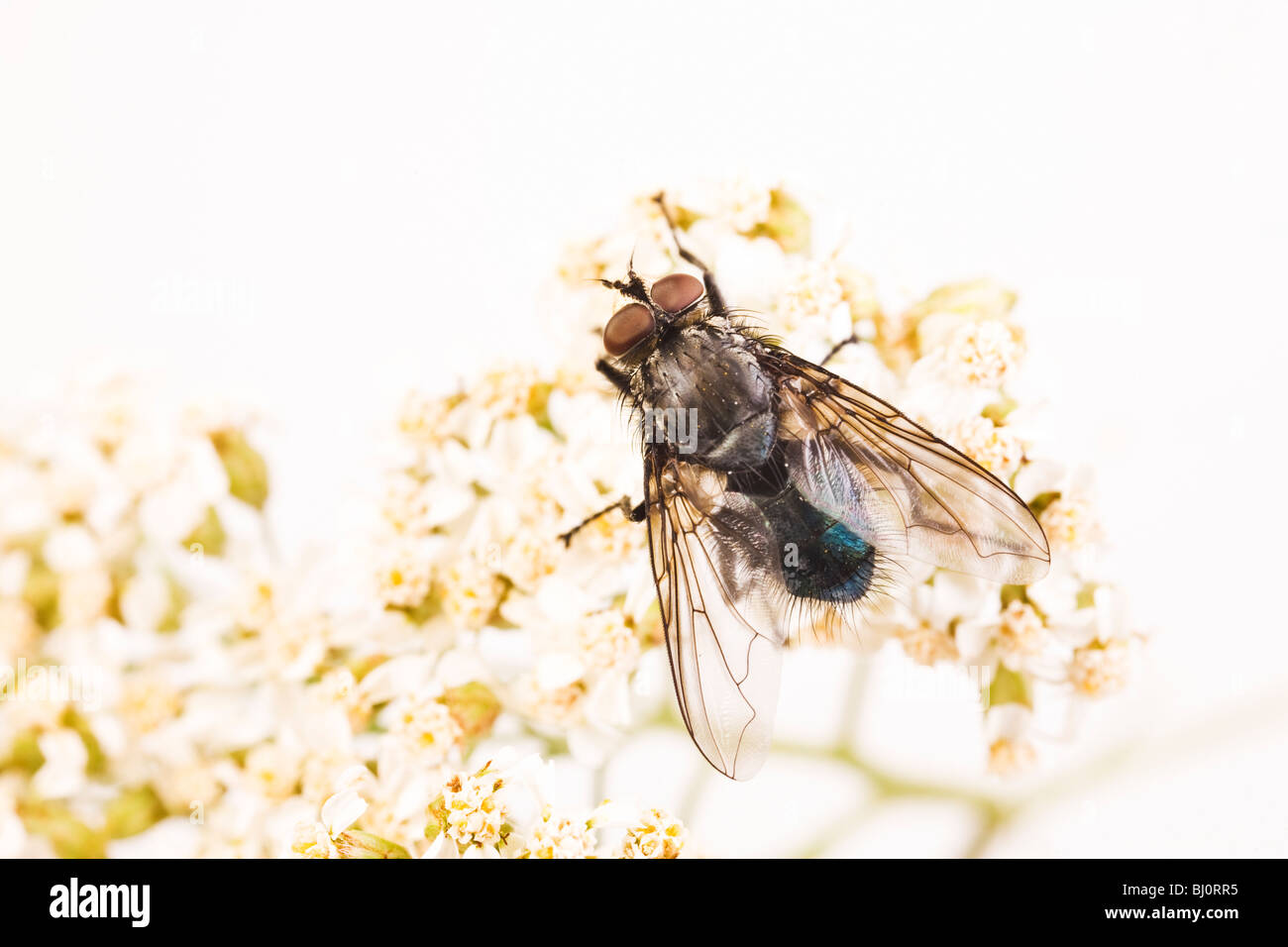 Dead flys hi-res stock photography and images - Alamy