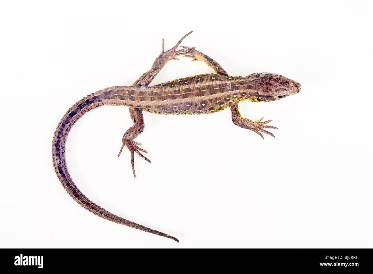sand lizard (female) (Lacerta agilis Stock Photo - Alamy