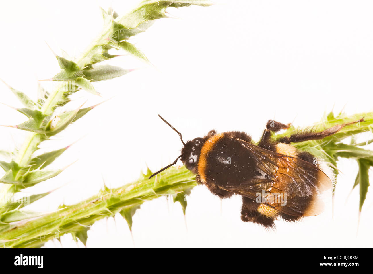 Large earth bumblebee hi-res stock photography and images - Alamy