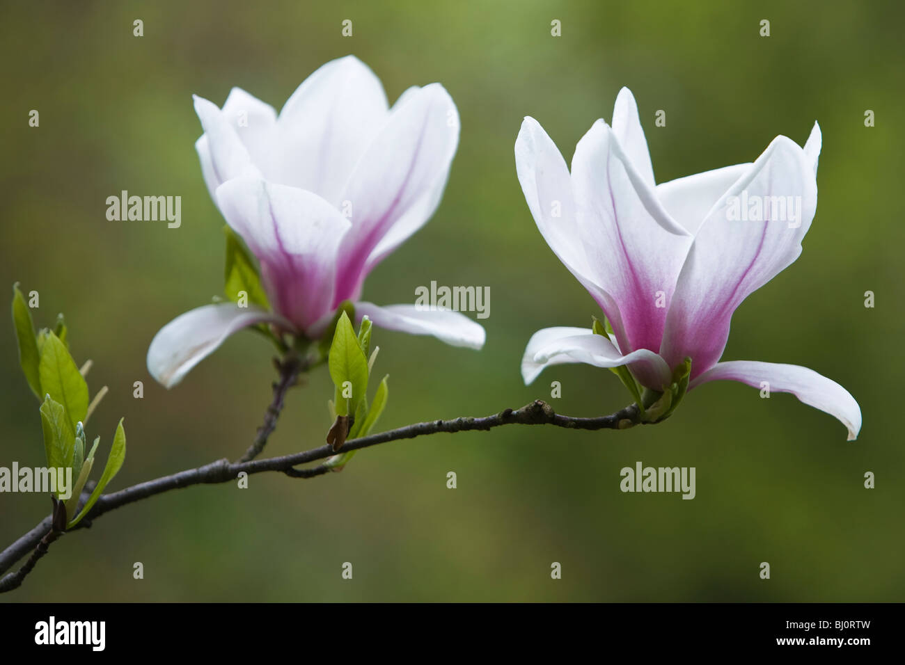 Structure of blossoms hi-res stock photography and images - Alamy