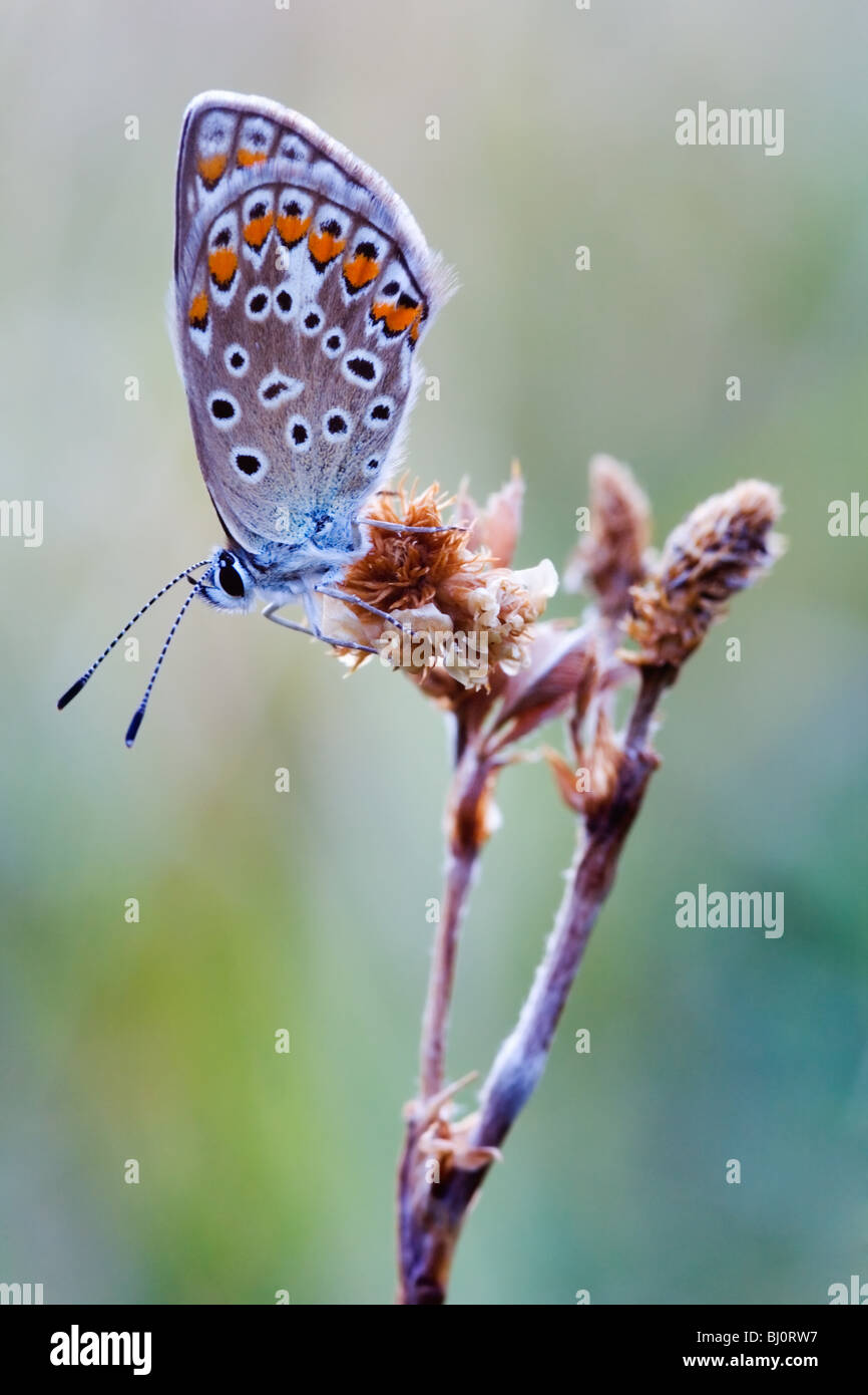 Common Blue (Polyommatus icarus) female Stock Photo - Alamy