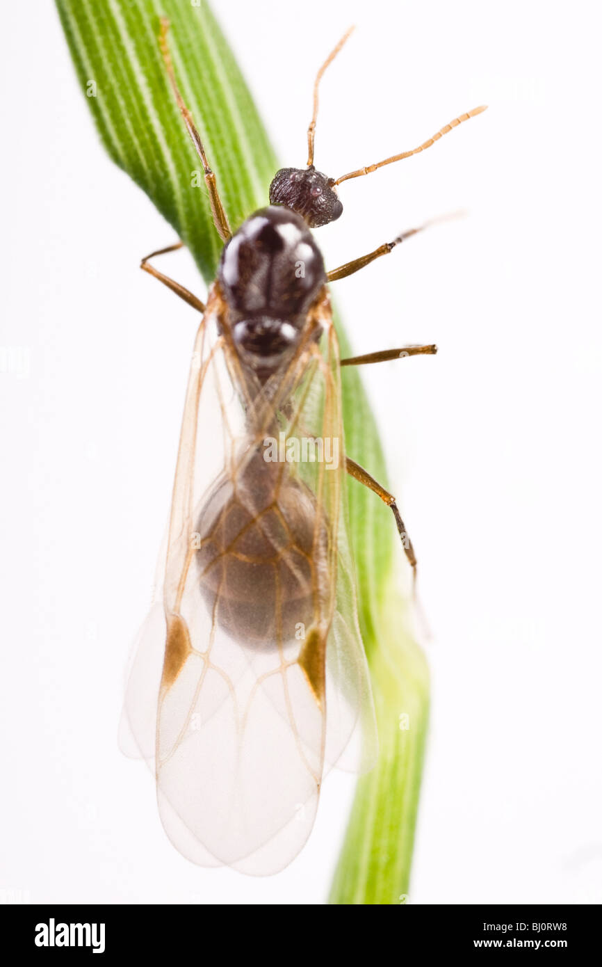 Black garden ant ((Lasius niger Stock Photo - Alamy