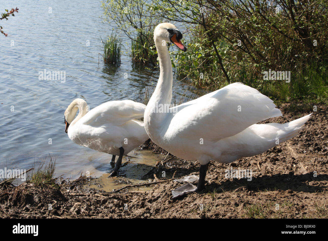 Swans at Leybourne Lakes , Kent Stock Photo - Alamy