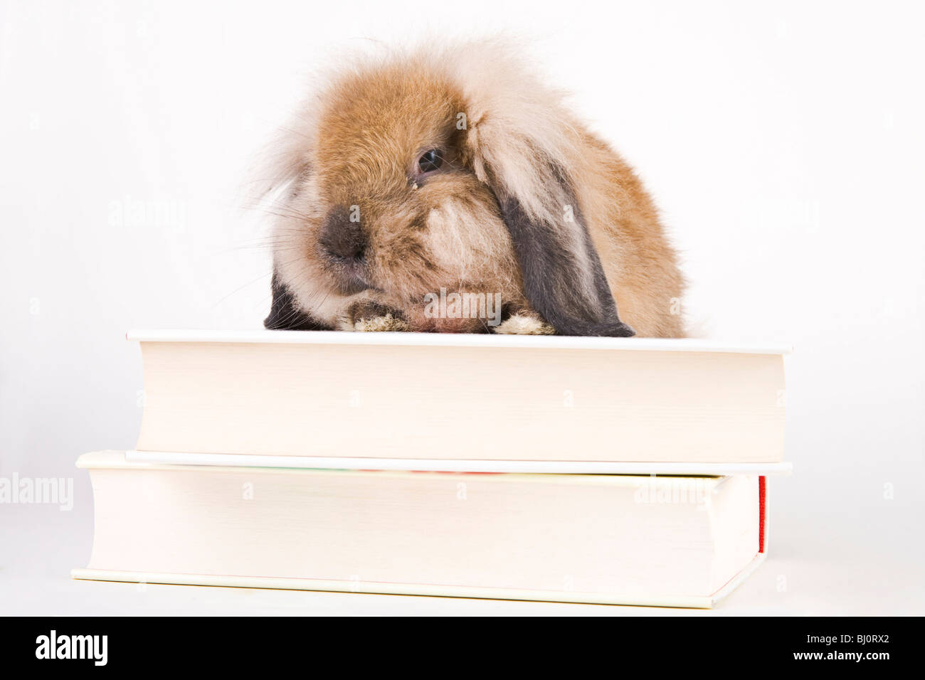 hare with books Stock Photo - Alamy