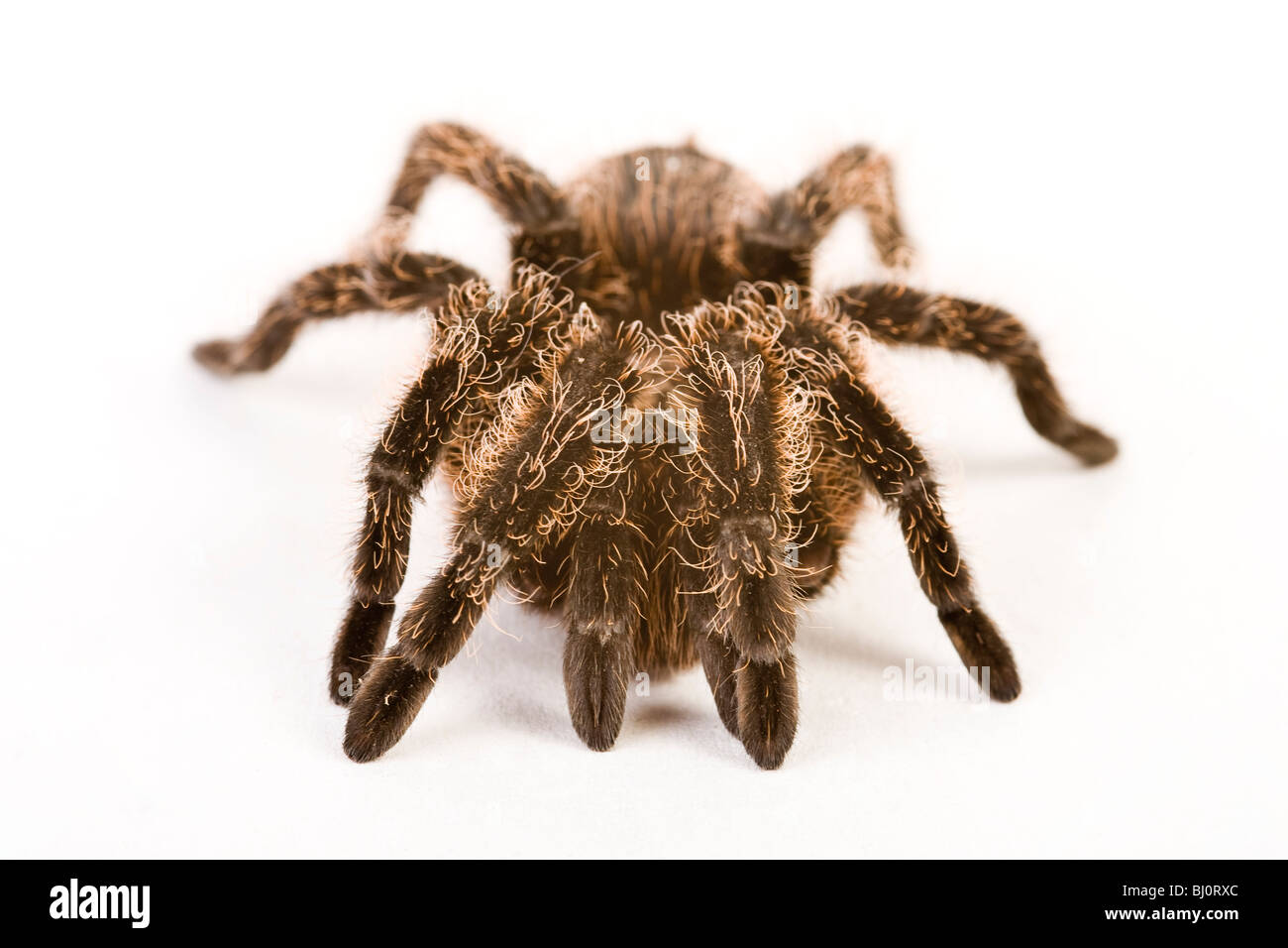 Coconut spider hi-res stock photography and images - Alamy