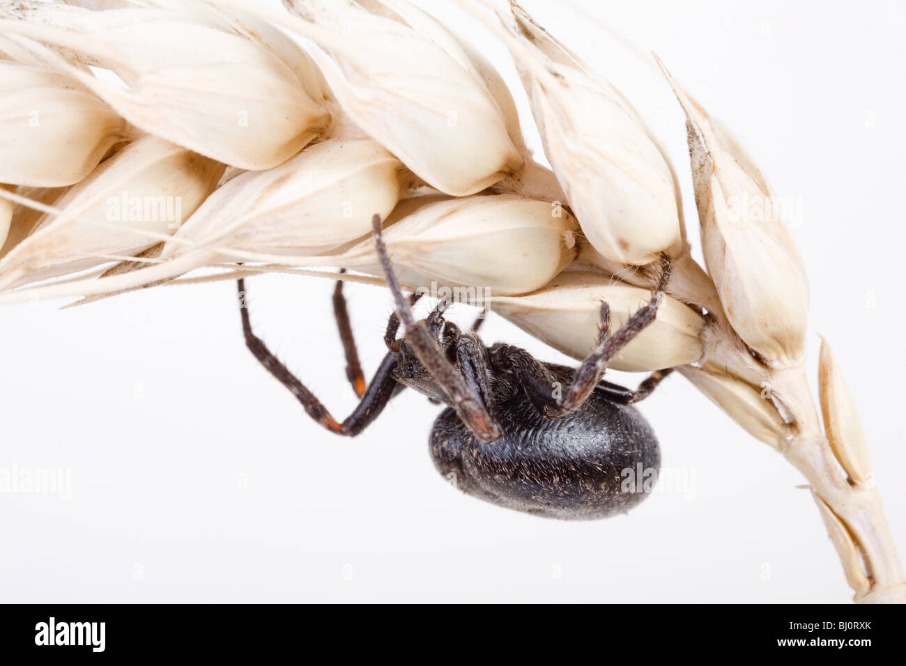 Walnut orb weaver spider (Nuctenea umbratica Stock Photo - Alamy
