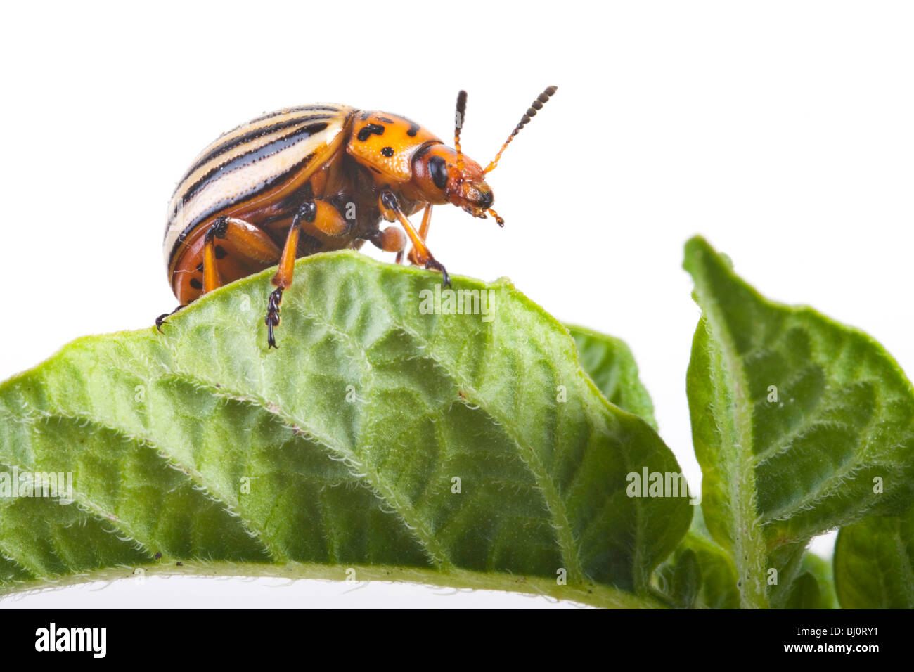 potato beetle (Leptinotarsa decemlineata Stock Photo - Alamy