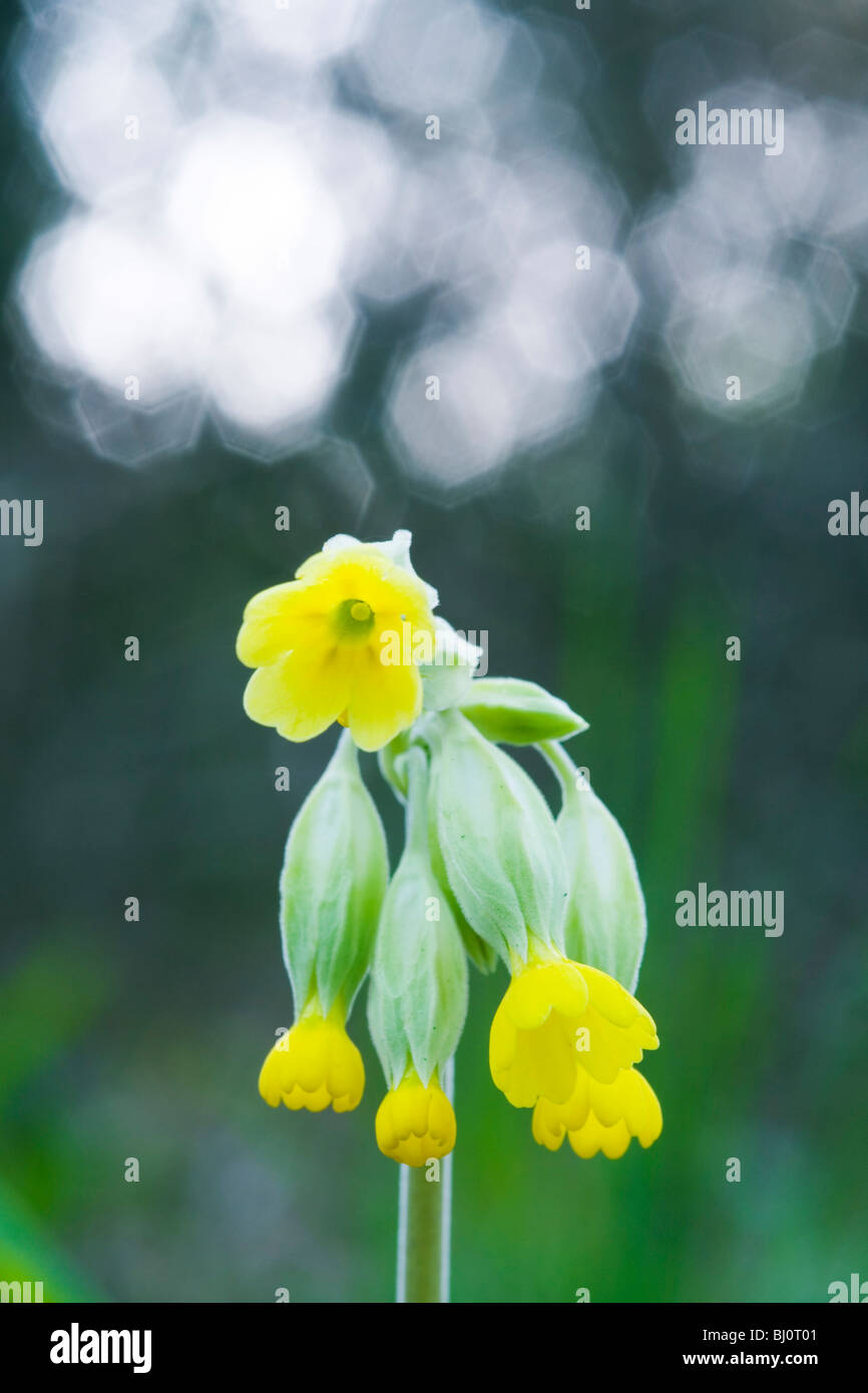 oxlip (Primula elatior Stock Photo - Alamy
