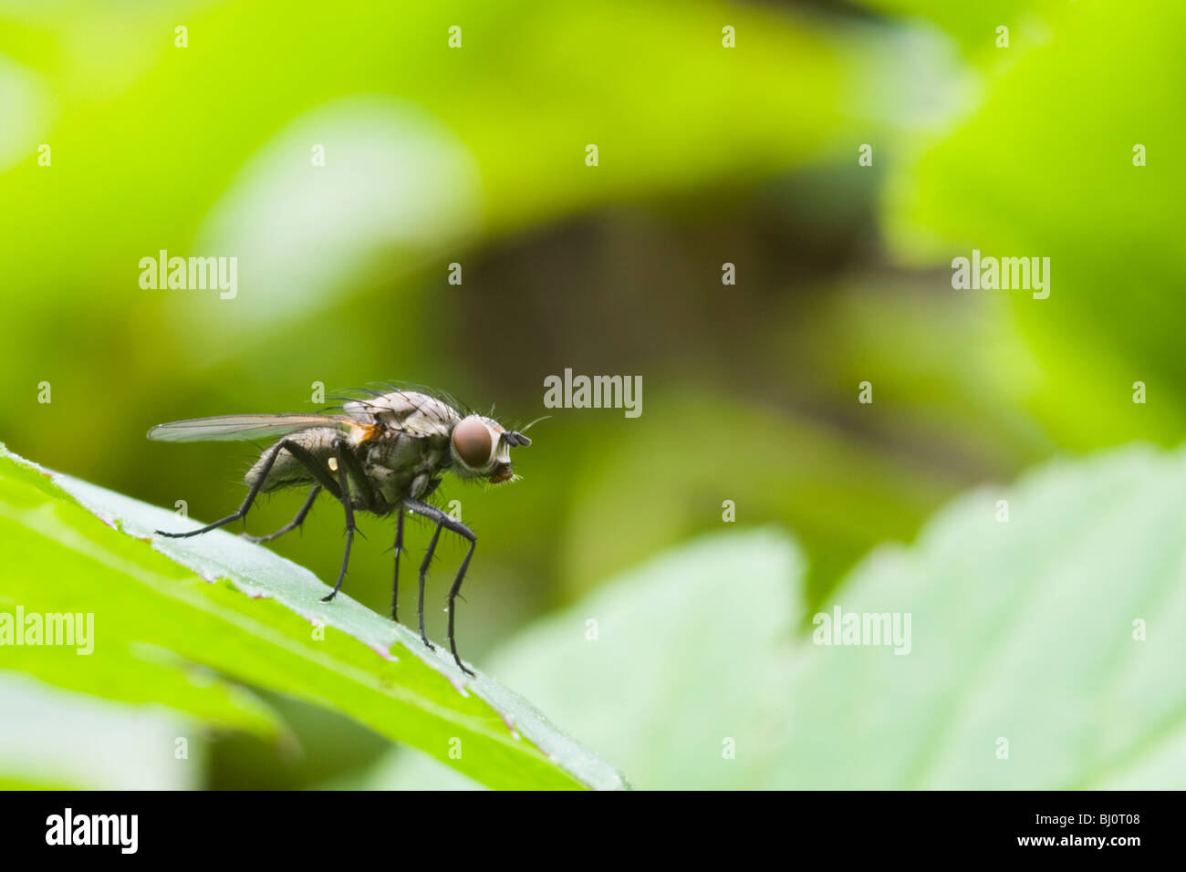 Musca domestica hi-res stock photography and images - Alamy
