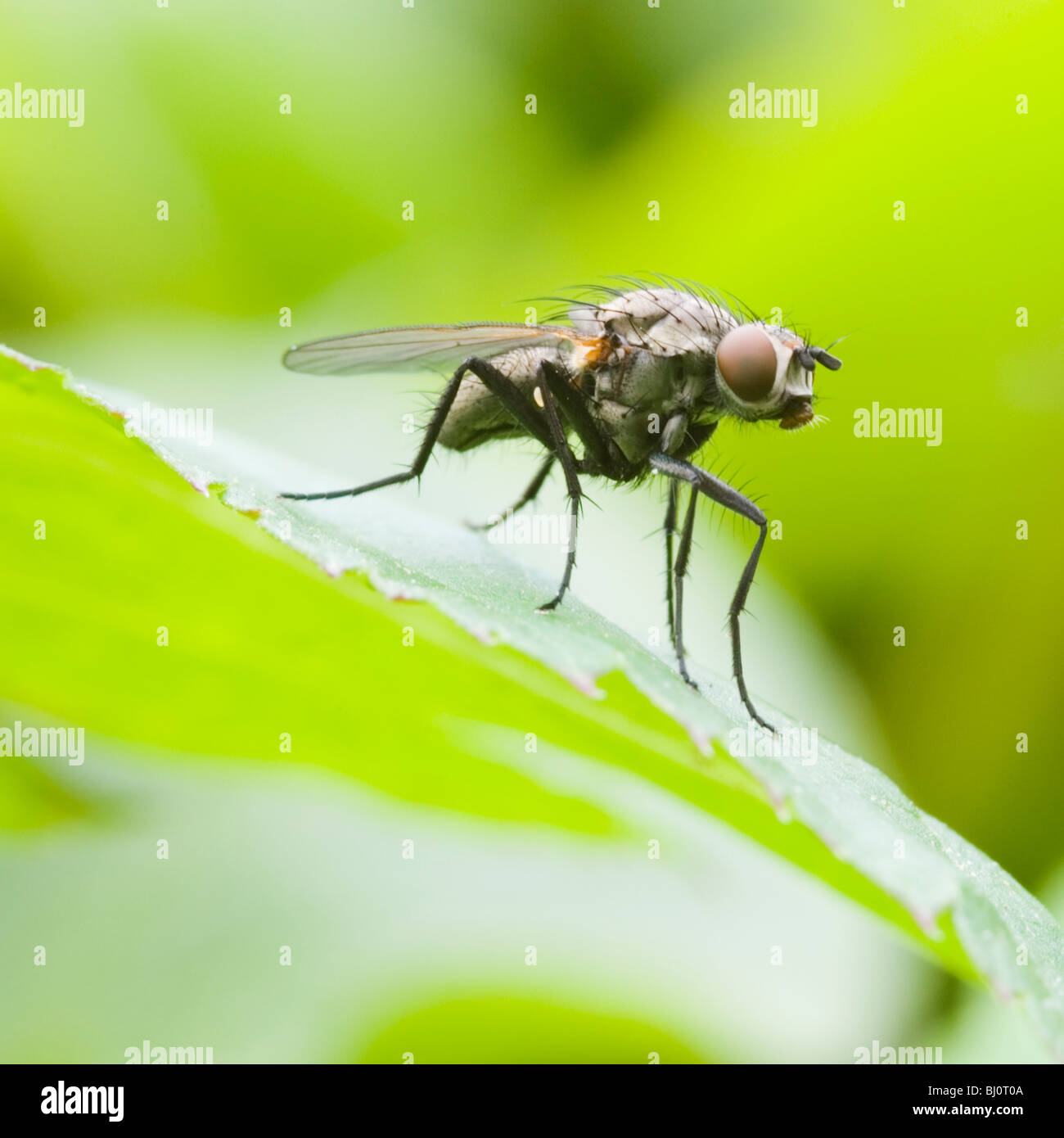 housefly (Musca domestica Stock Photo - Alamy