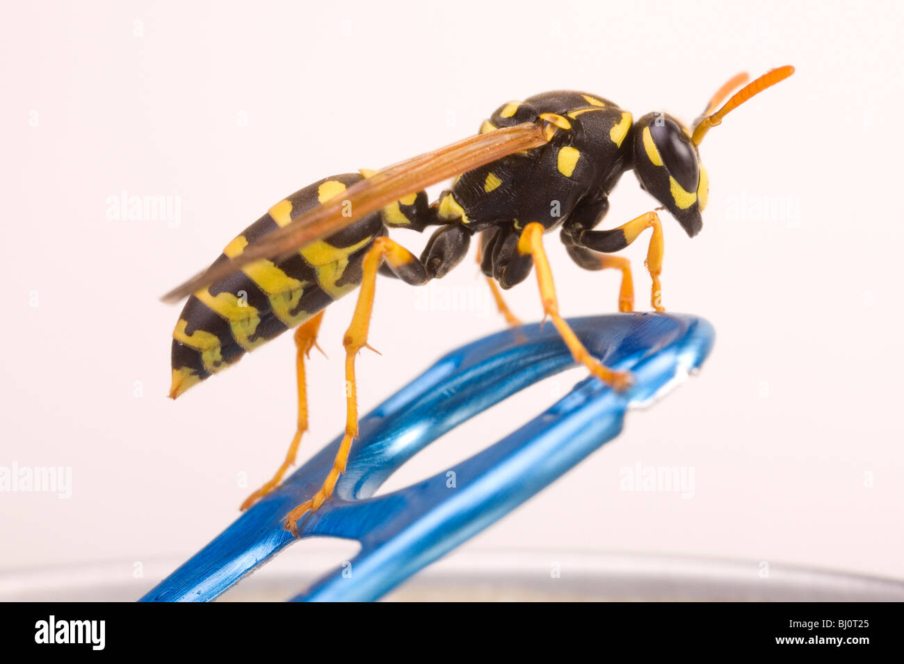Polistes Dominulus Stock Photos & Polistes Dominulus Stock Images - Alamy