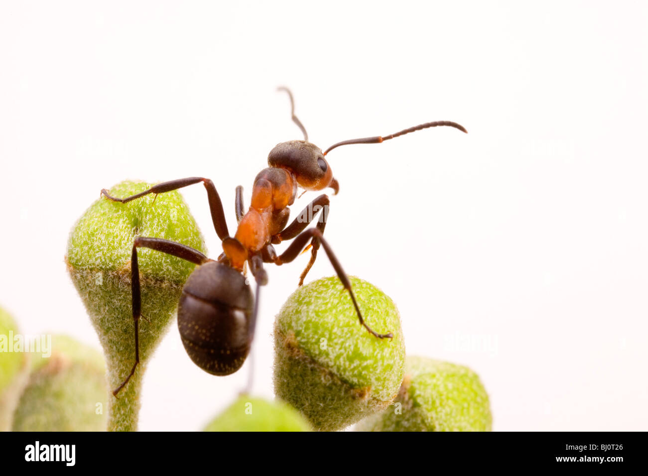 southern wood ant (Formica rufa Stock Photo - Alamy