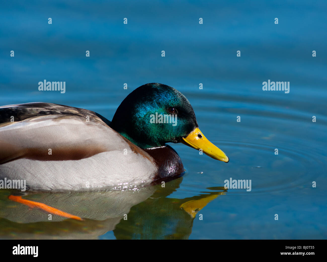 Mallard drake closeup Stock Photo - Alamy