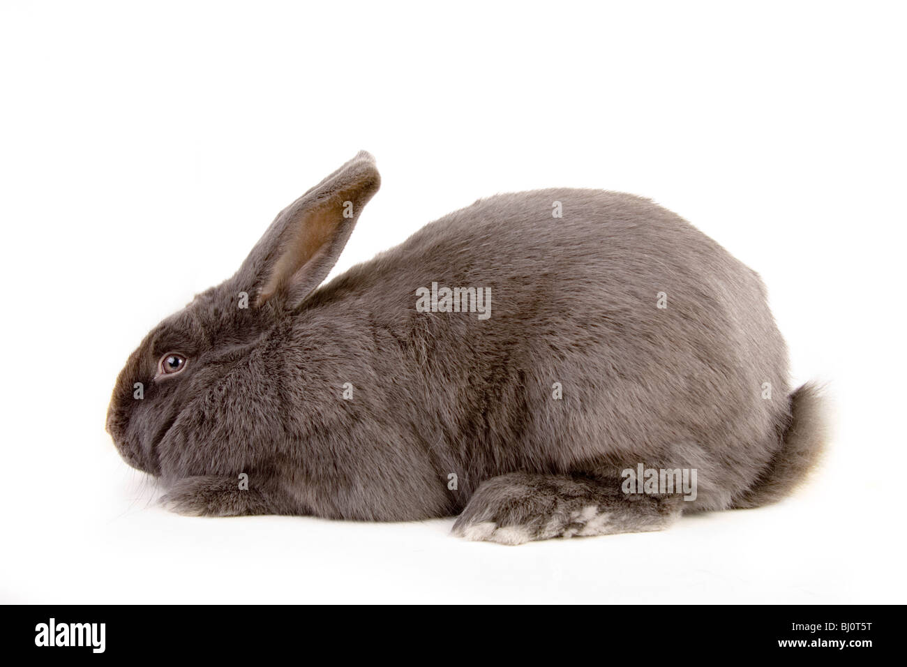 Productive animals Cut Out Stock Images & Pictures - Alamy