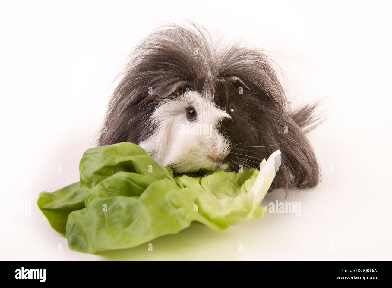 guinea pig with salat Stock Photo - Alamy