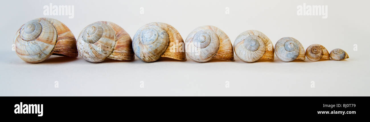 Animal shells hi-res stock photography and images - Alamy