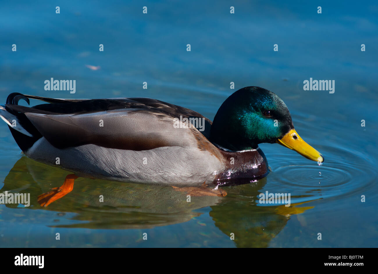 Mallard duck drake closeup hi-res stock photography and images - Alamy