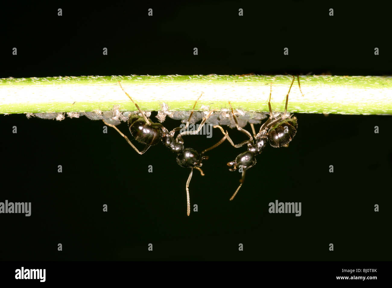Ant grass hi-res stock photography and images - Alamy