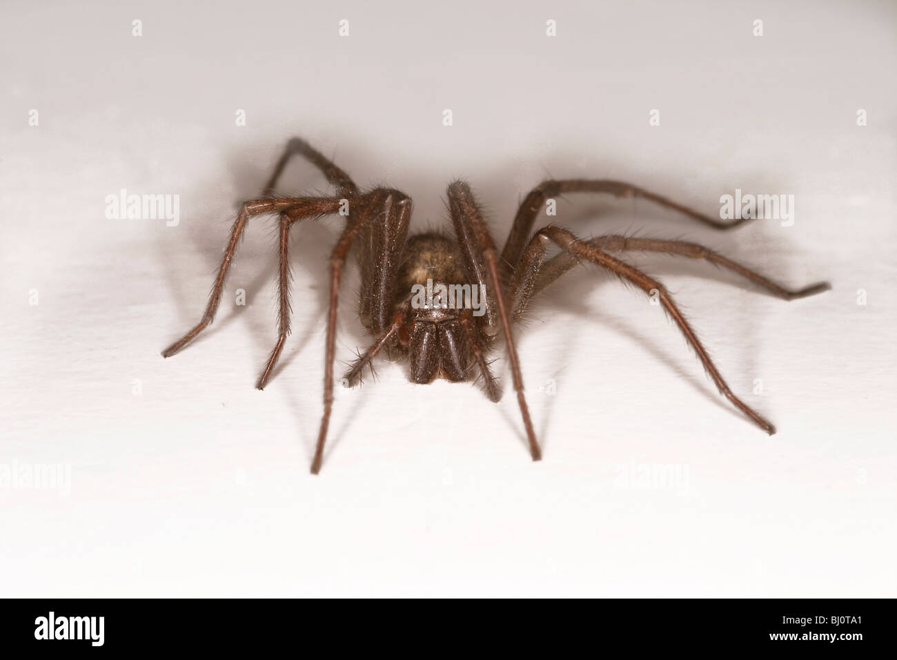 Atrica hi-res stock photography and images - Alamy