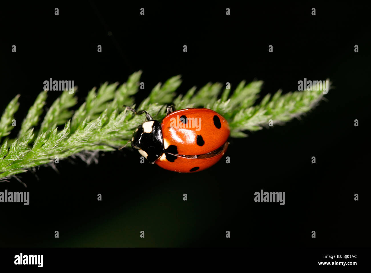 Lady bird luck hi-res stock photography and images - Alamy