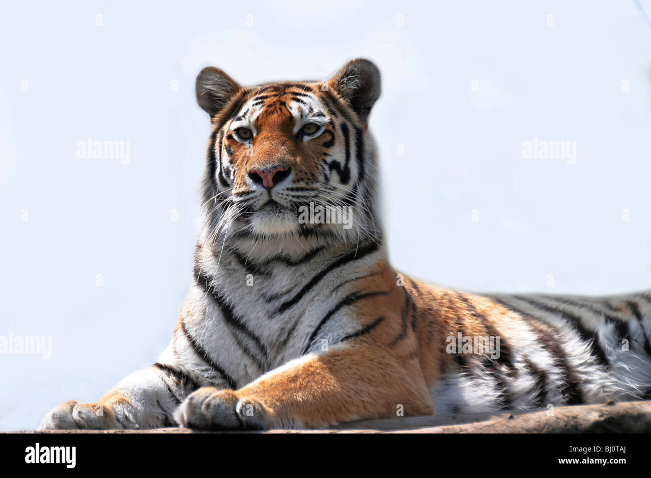 Tiger portraits hi-res stock photography and images - Alamy